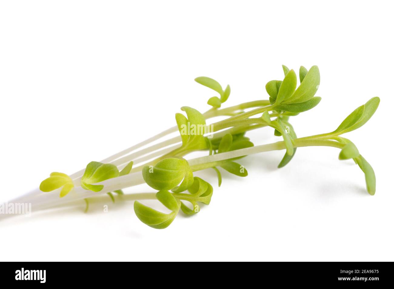 Watercress sprigs isolated on white background Stock Photo - Alamy