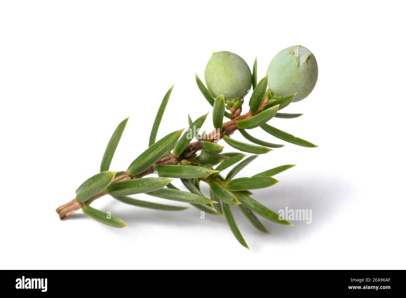 Juniper conifer evergreen tree Cut Out Stock Images & Pictures - Alamy