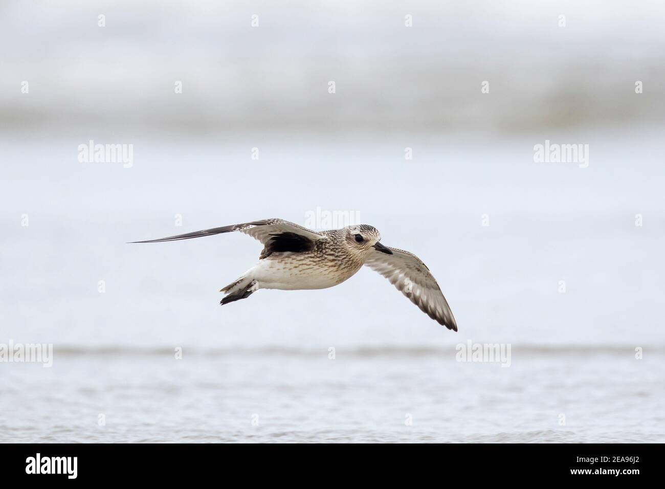 Grey plover / black-bellied plover (Pluvialis squatarola) in non ...