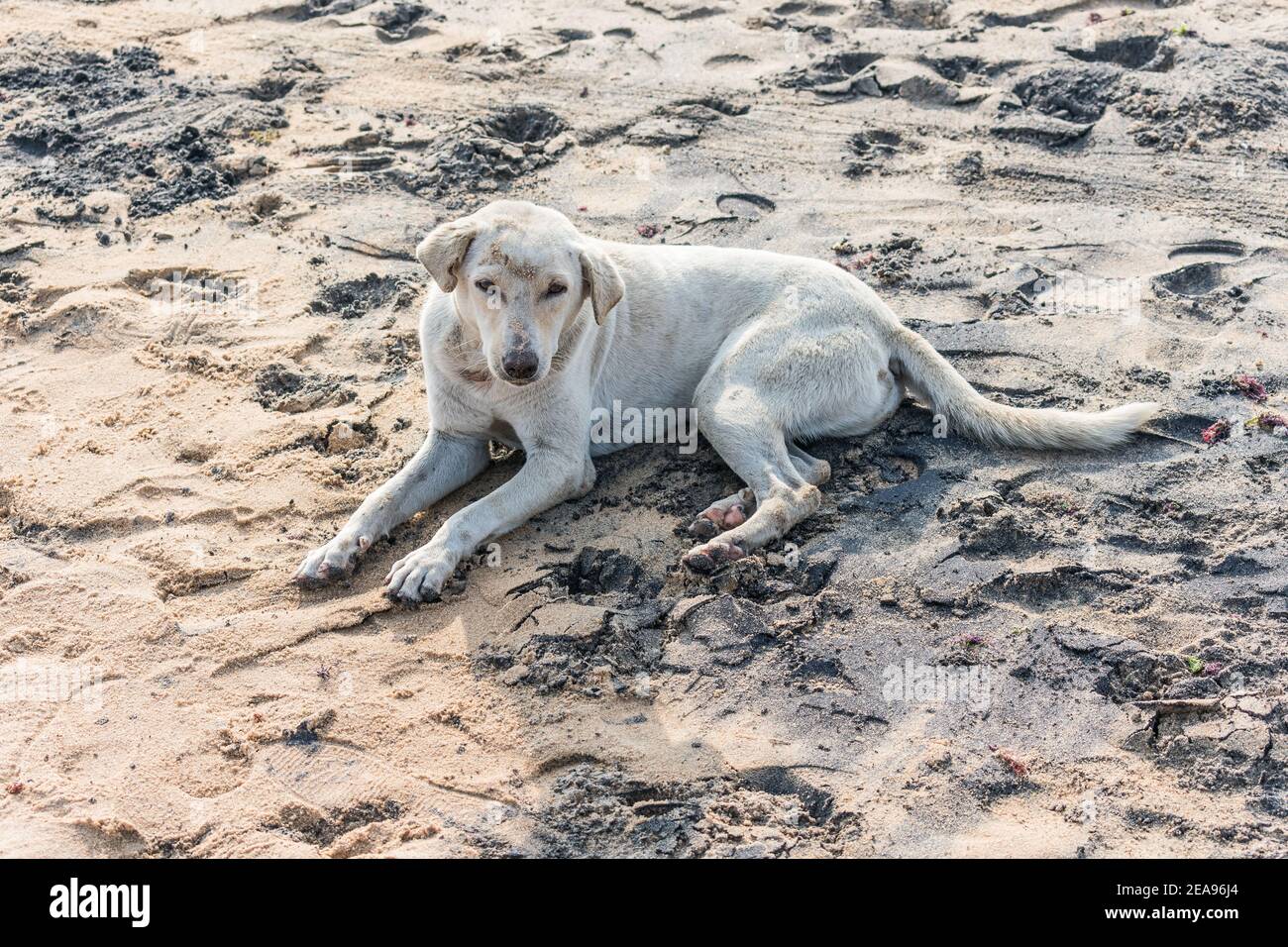 Indian street dogs playing and feed in the sea shore at In sunny Midday ...