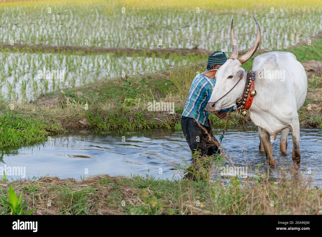 Tilling rice fields hi-res stock photography and images - Alamy