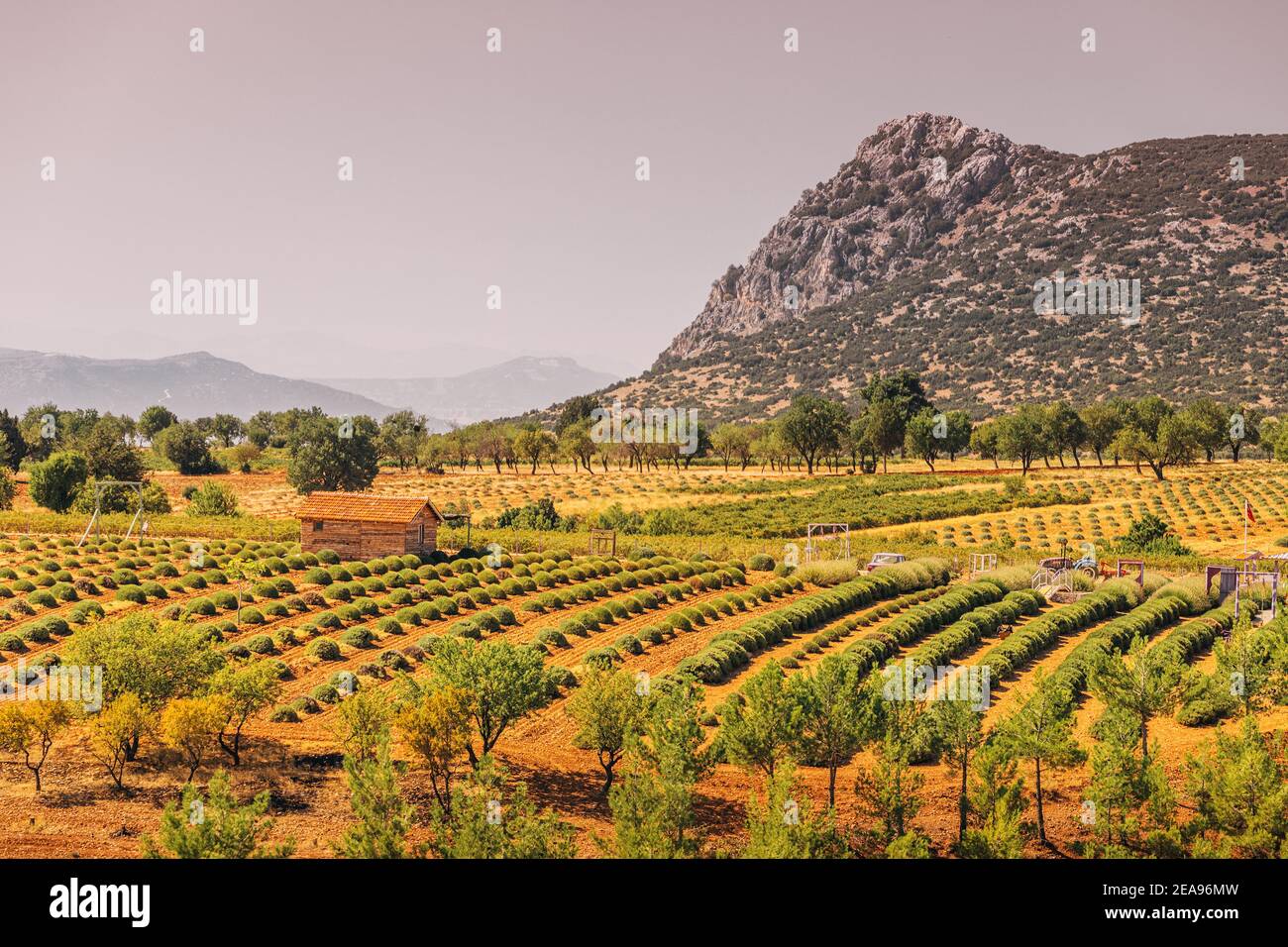 Lavender fields and other agricultural crops from the farm owners ...