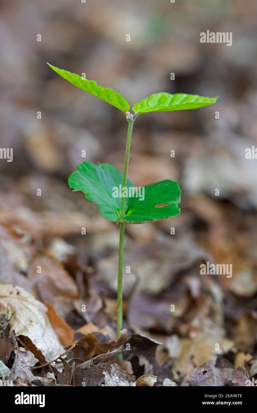 European beech / common beech (Fagus sylvatica) seedling emerging on ...