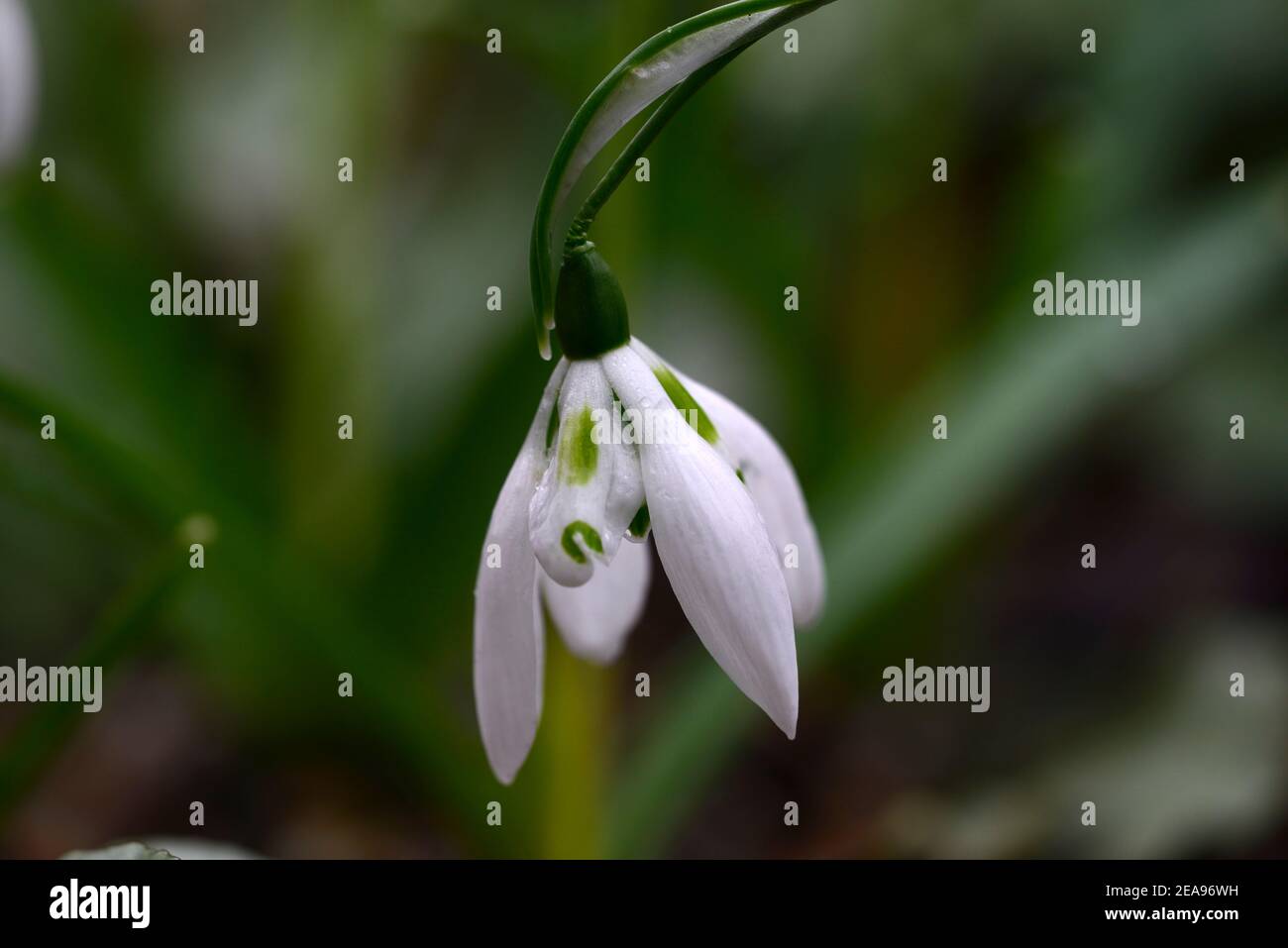 galanthus double entendre,double snowdrops,double,snowdrop,snowdrops ...