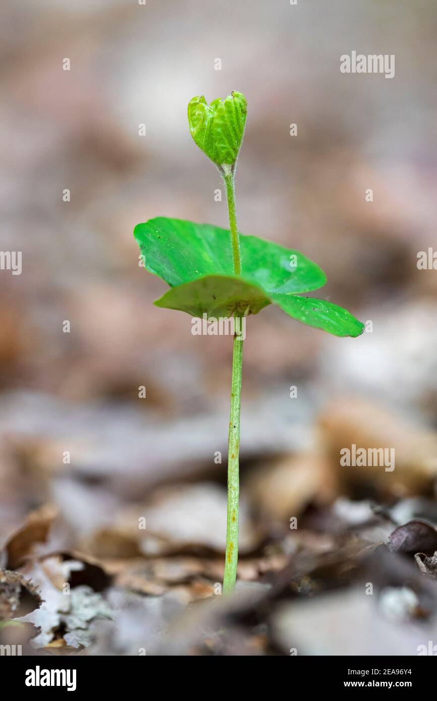 Beech tree seed hi-res stock photography and images - Alamy