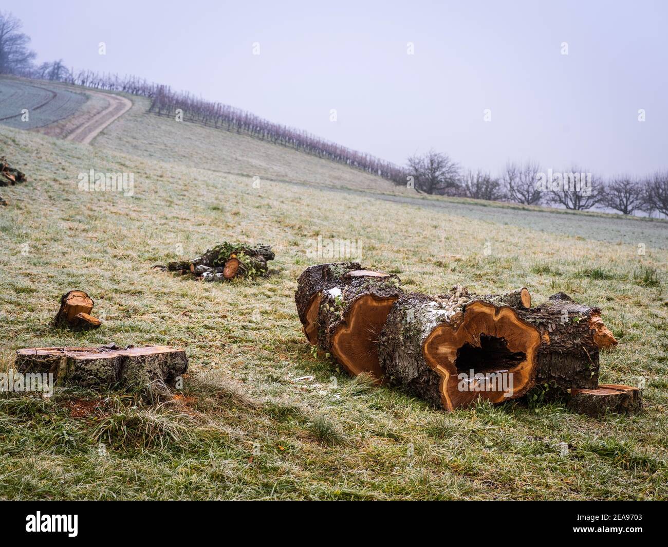 Zurich trees hi-res stock photography and images - Alamy