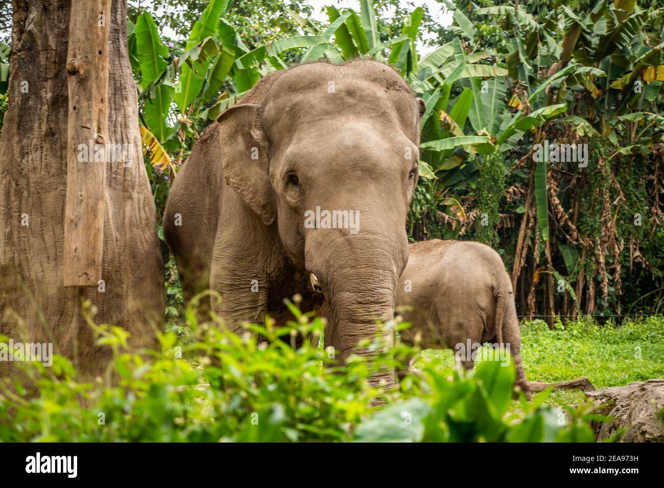 The critically endangered Sumatran Elephant grazing beside a tree Stock ...