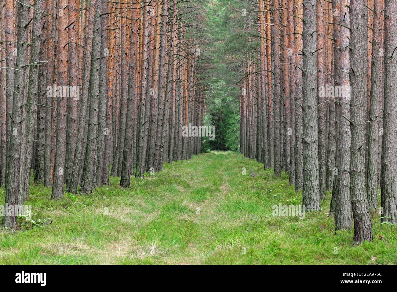 Forest fire prevention hi-res stock photography and images - Alamy