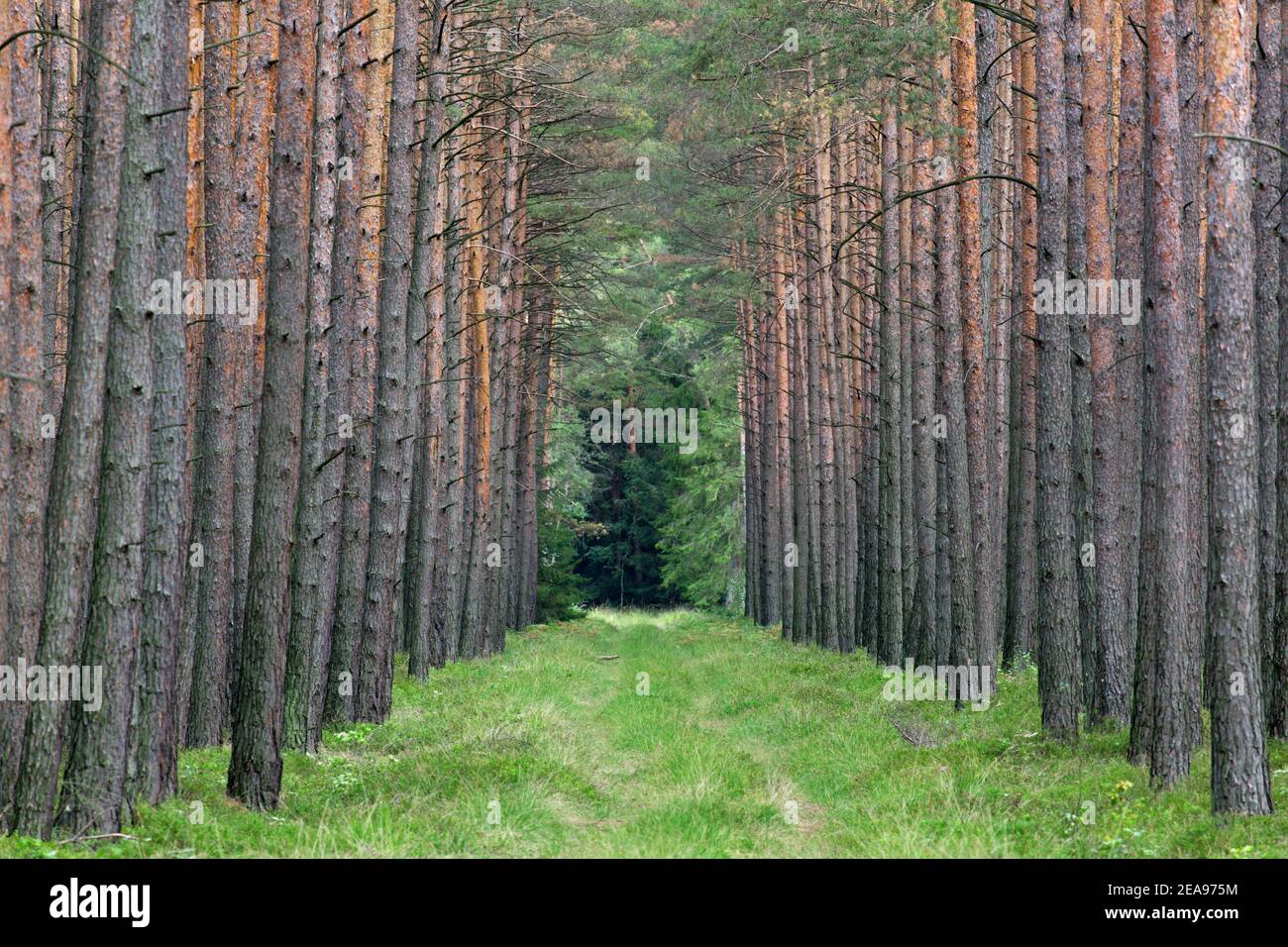 Forest fire prevention hi-res stock photography and images - Alamy