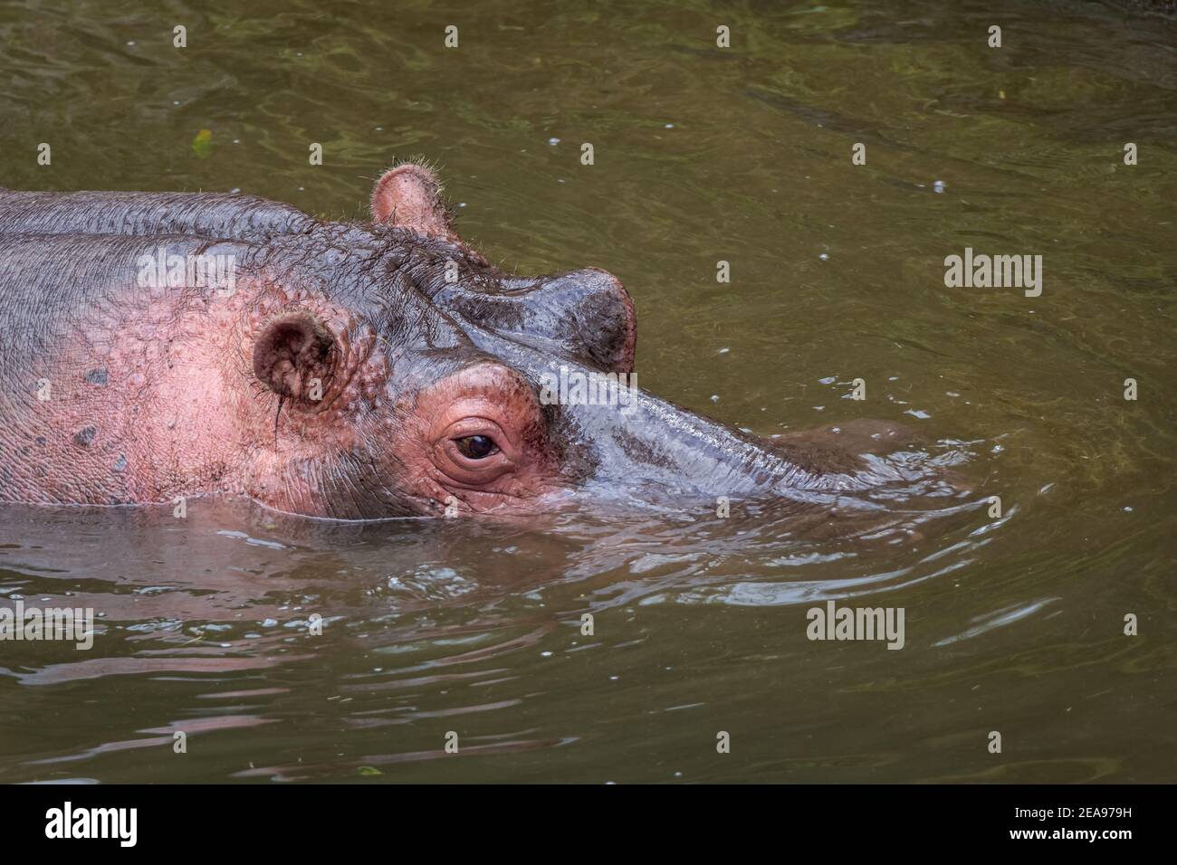 Hippopotamus nose hole in water hi-res stock photography and images - Alamy