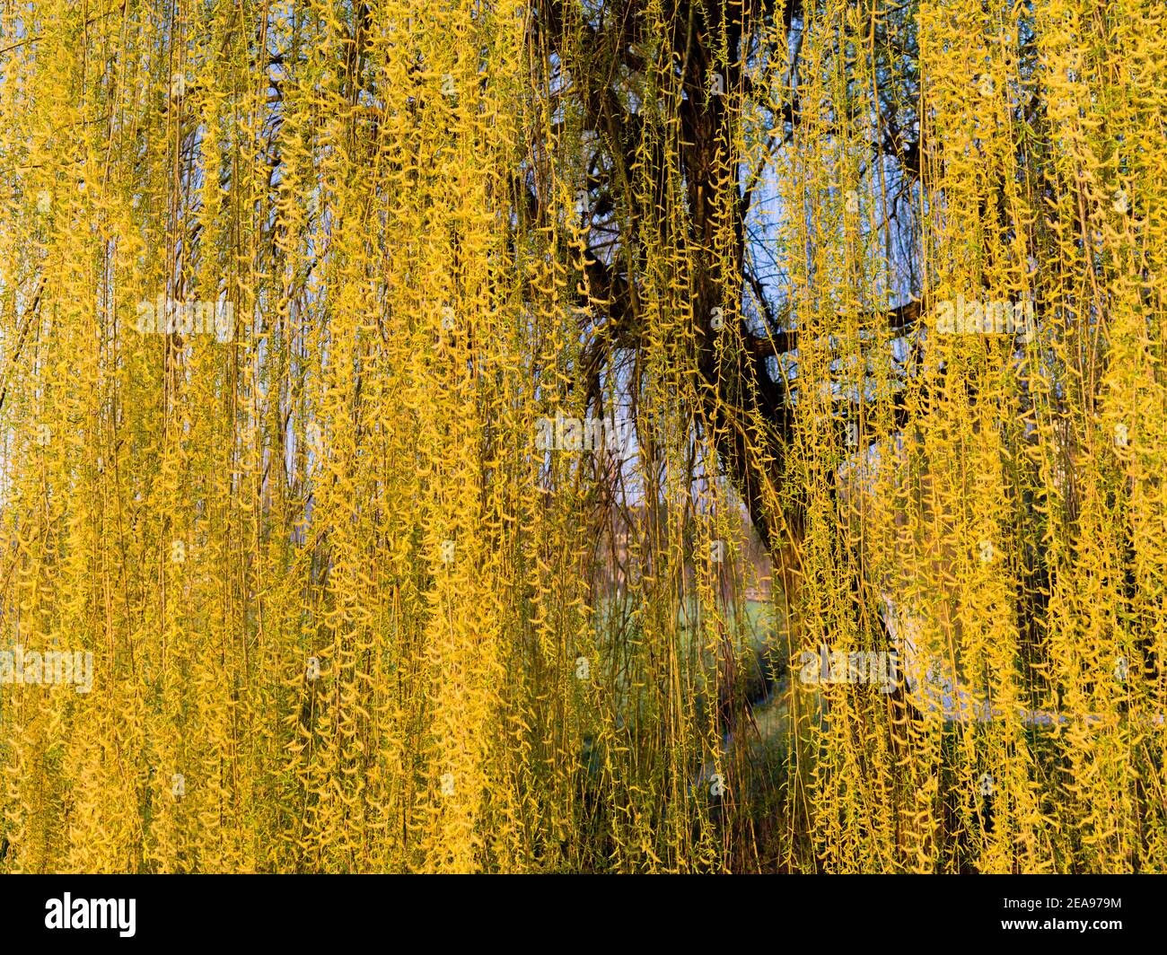 Weeping willow blossoms hi-res stock photography and images - Alamy
