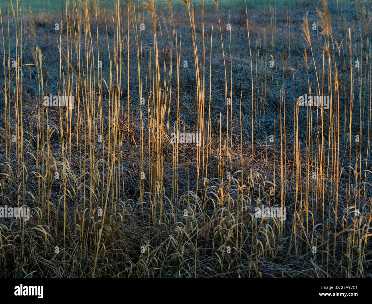 Frosty sun rise hi-res stock photography and images - Alamy