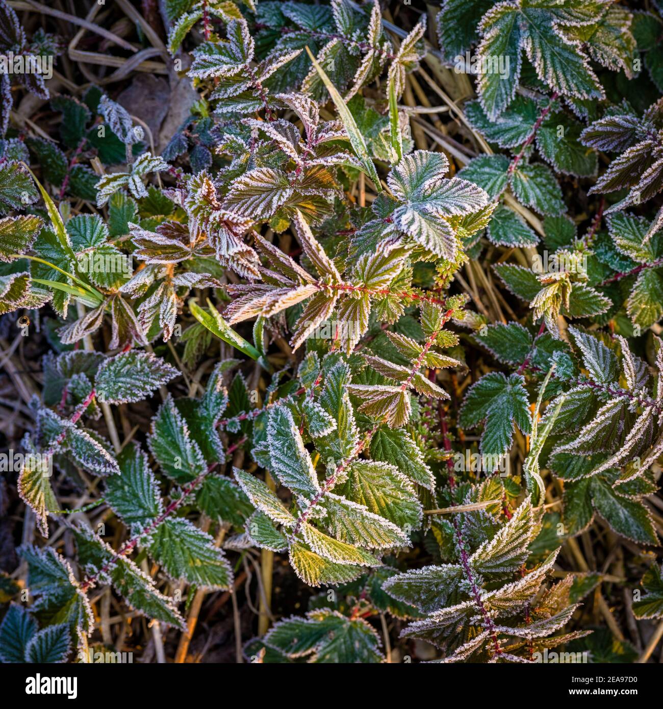 Frost on the ground hi-res stock photography and images - Alamy