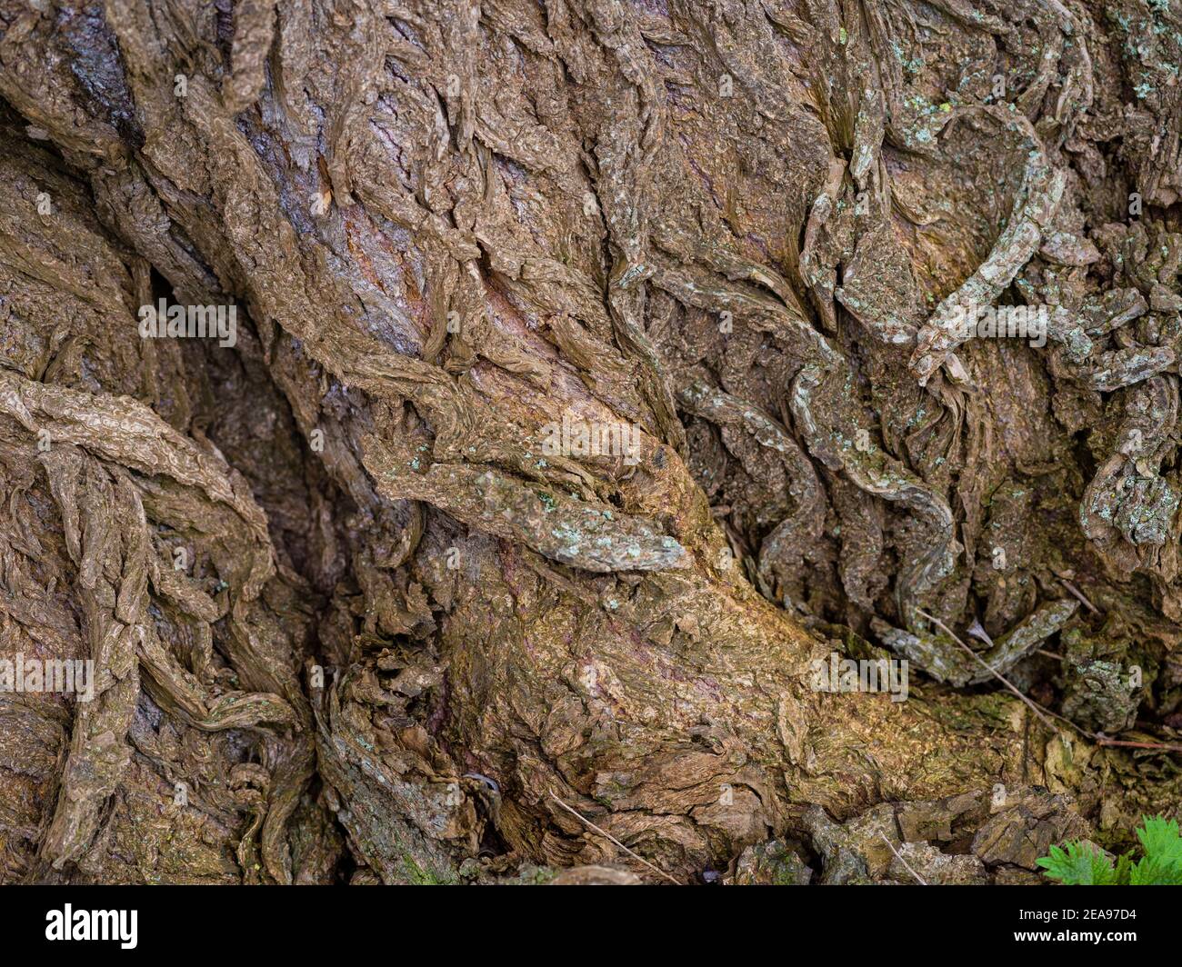 Gnarled structure hi-res stock photography and images - Alamy