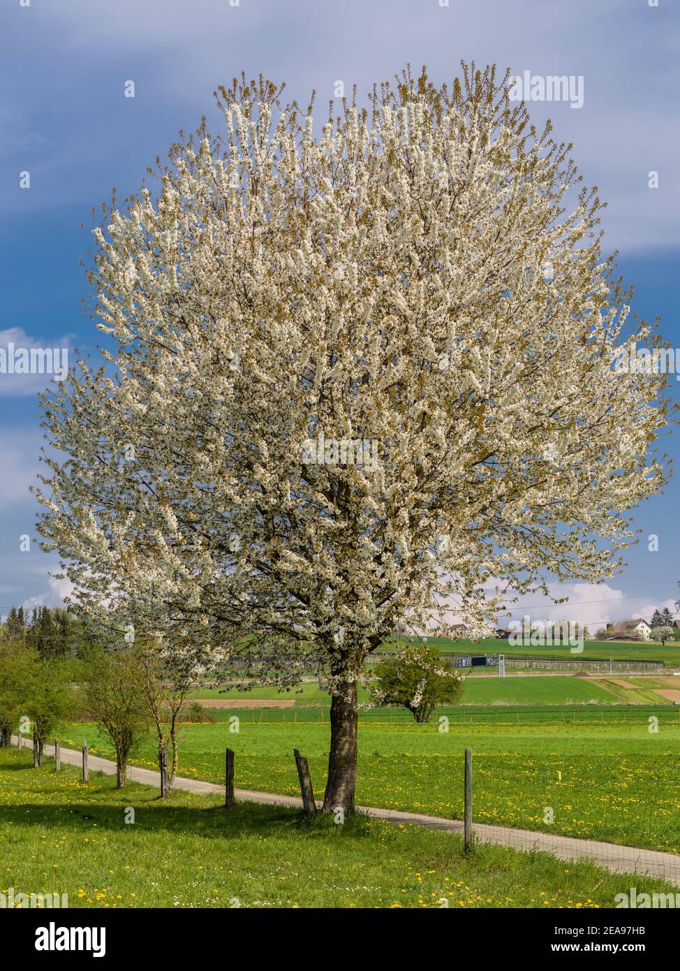 Blooming tree in spring Stock Photo - Alamy