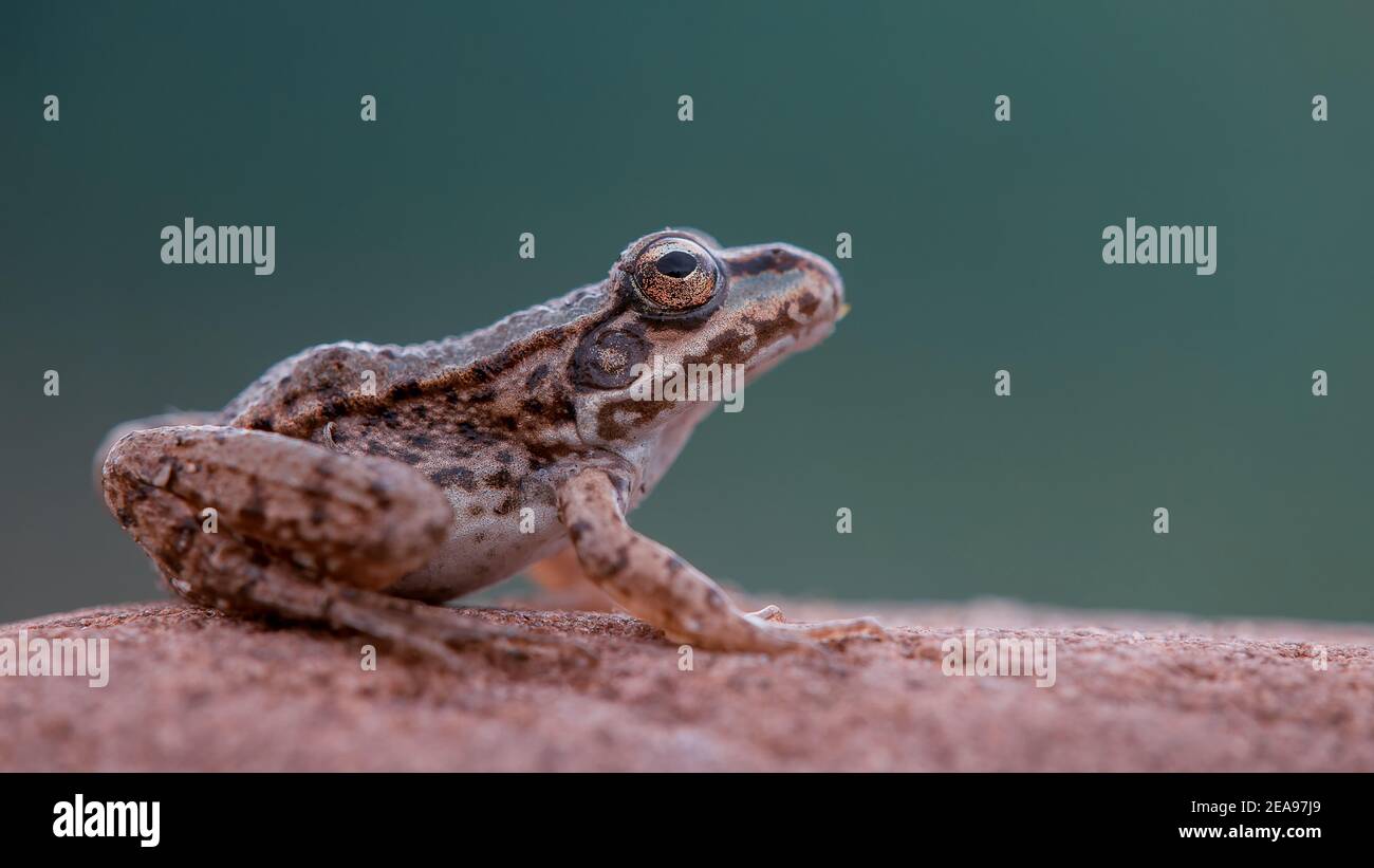 Frog toad green hi-res stock photography and images - Alamy