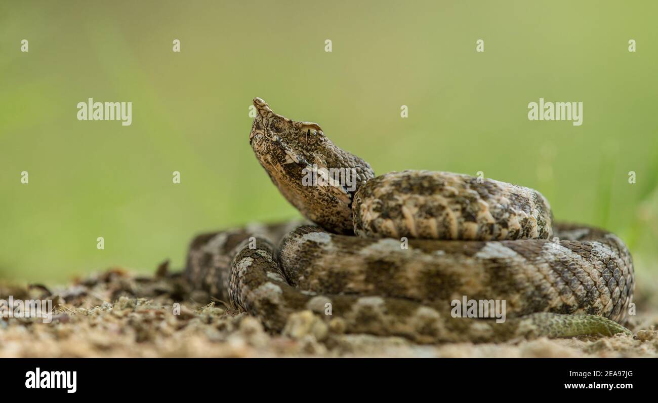 Long nosed viper hi-res stock photography and images - Alamy