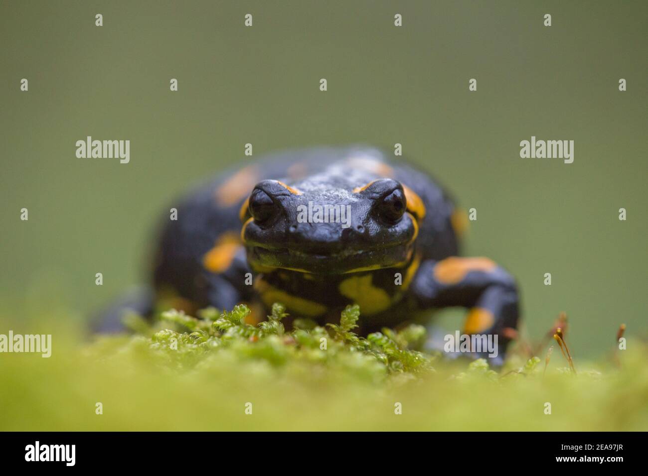 Close up frontal view of Fire salamander (Salamandra salamandra ...