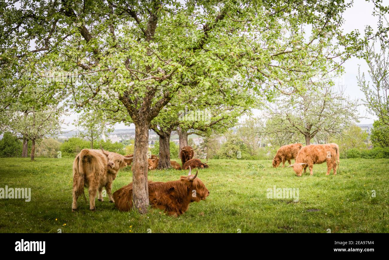 Scottish highland cattle on pasture Stock Photo - Alamy