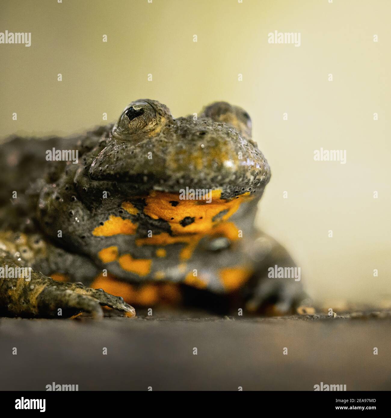 Yellow bellied toad isolated hi-res stock photography and images - Alamy