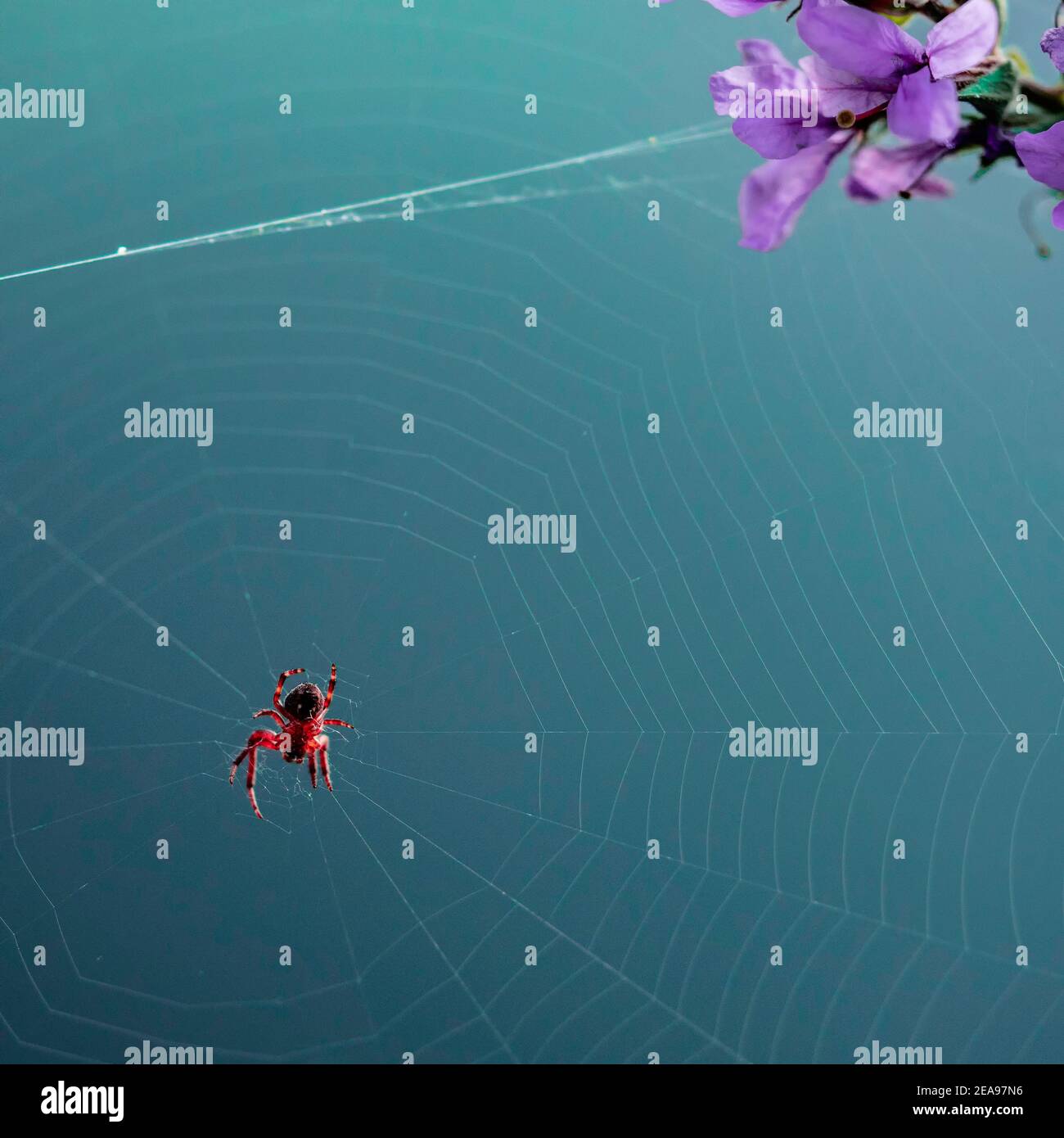 Salticidae arachnid nature hi-res stock photography and images - Alamy