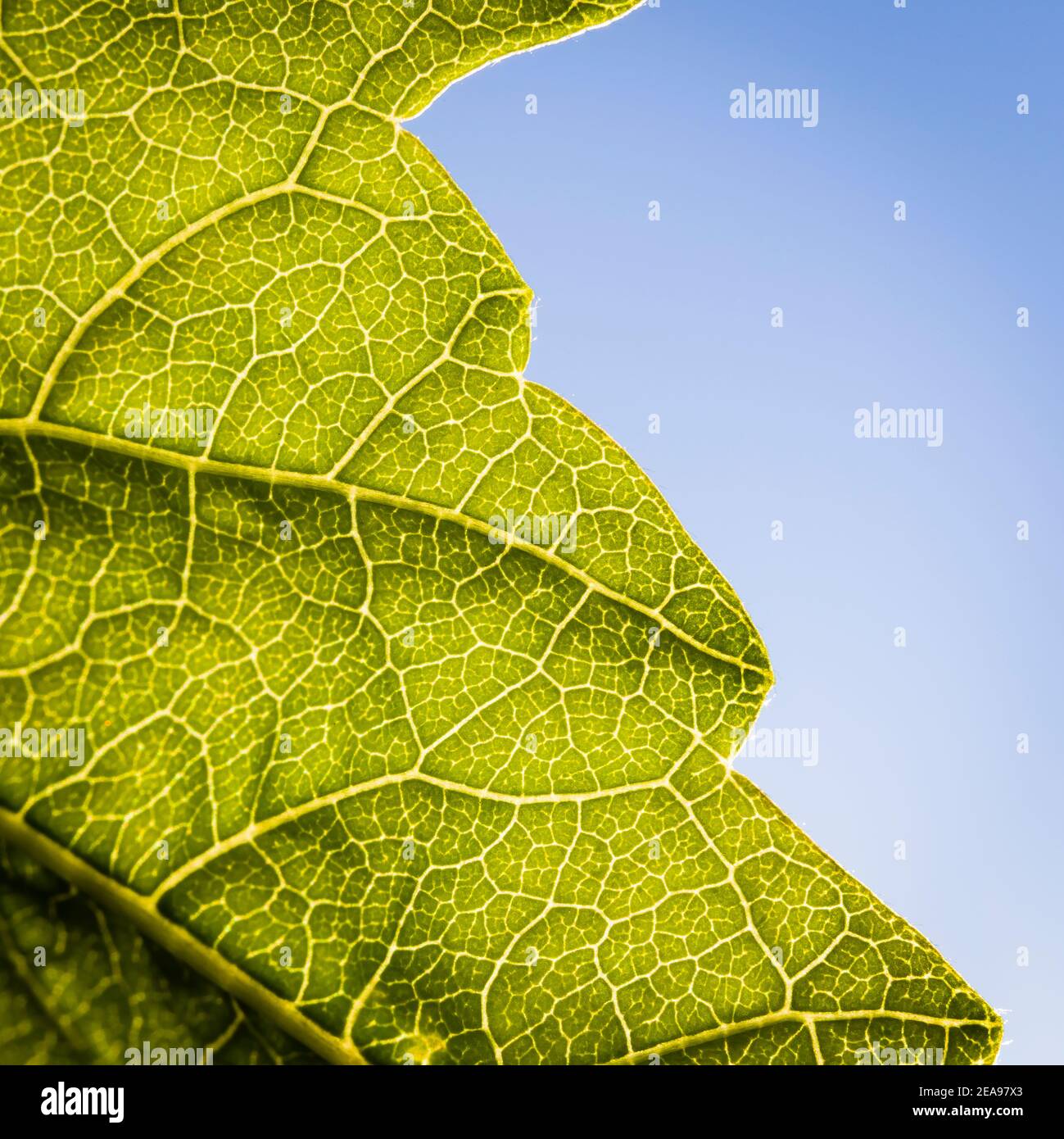 Structures of a leaf hi-res stock photography and images - Alamy