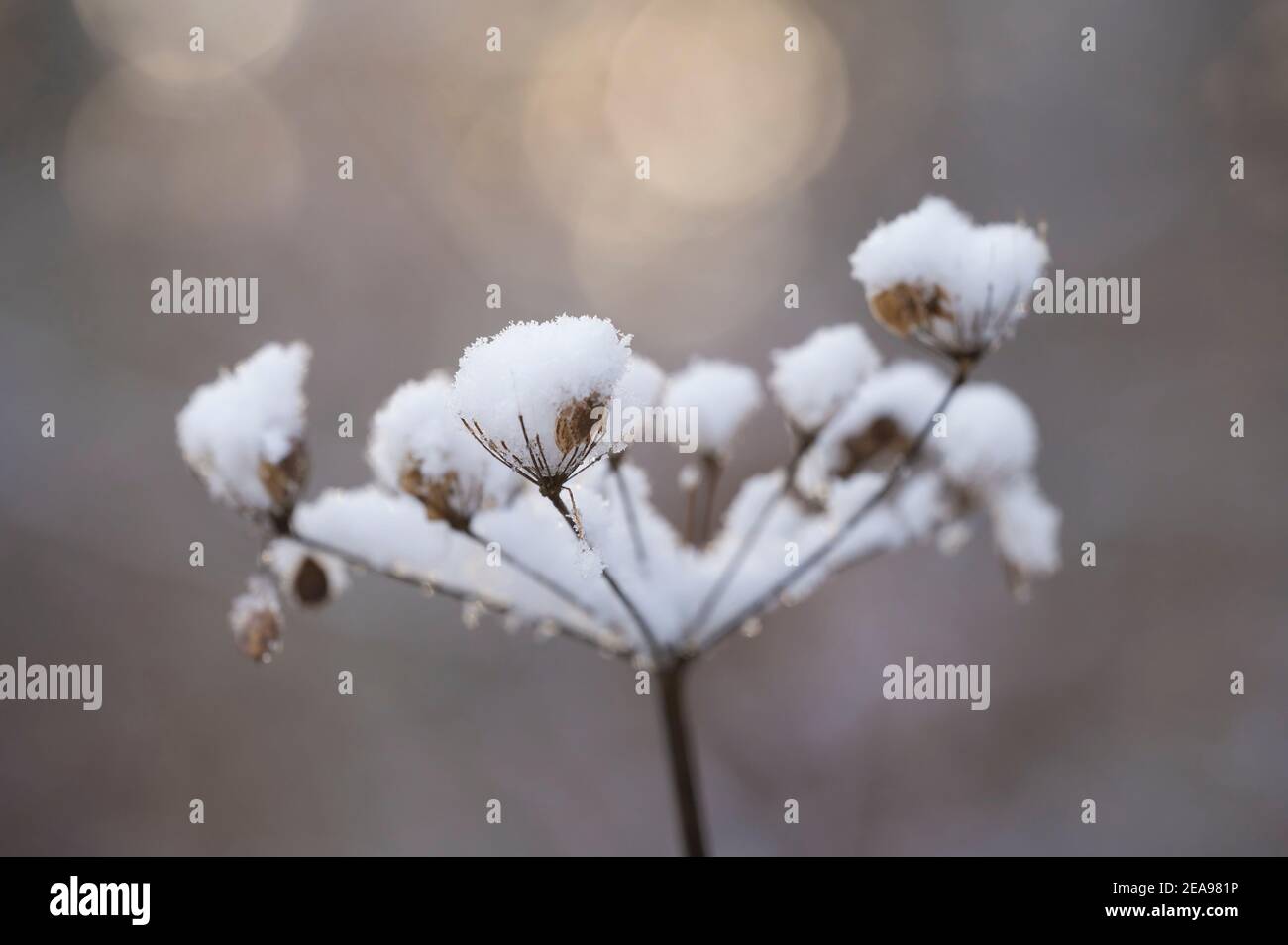 Snow on a cow parsley head, Northumberland, England Stock Photo - Alamy