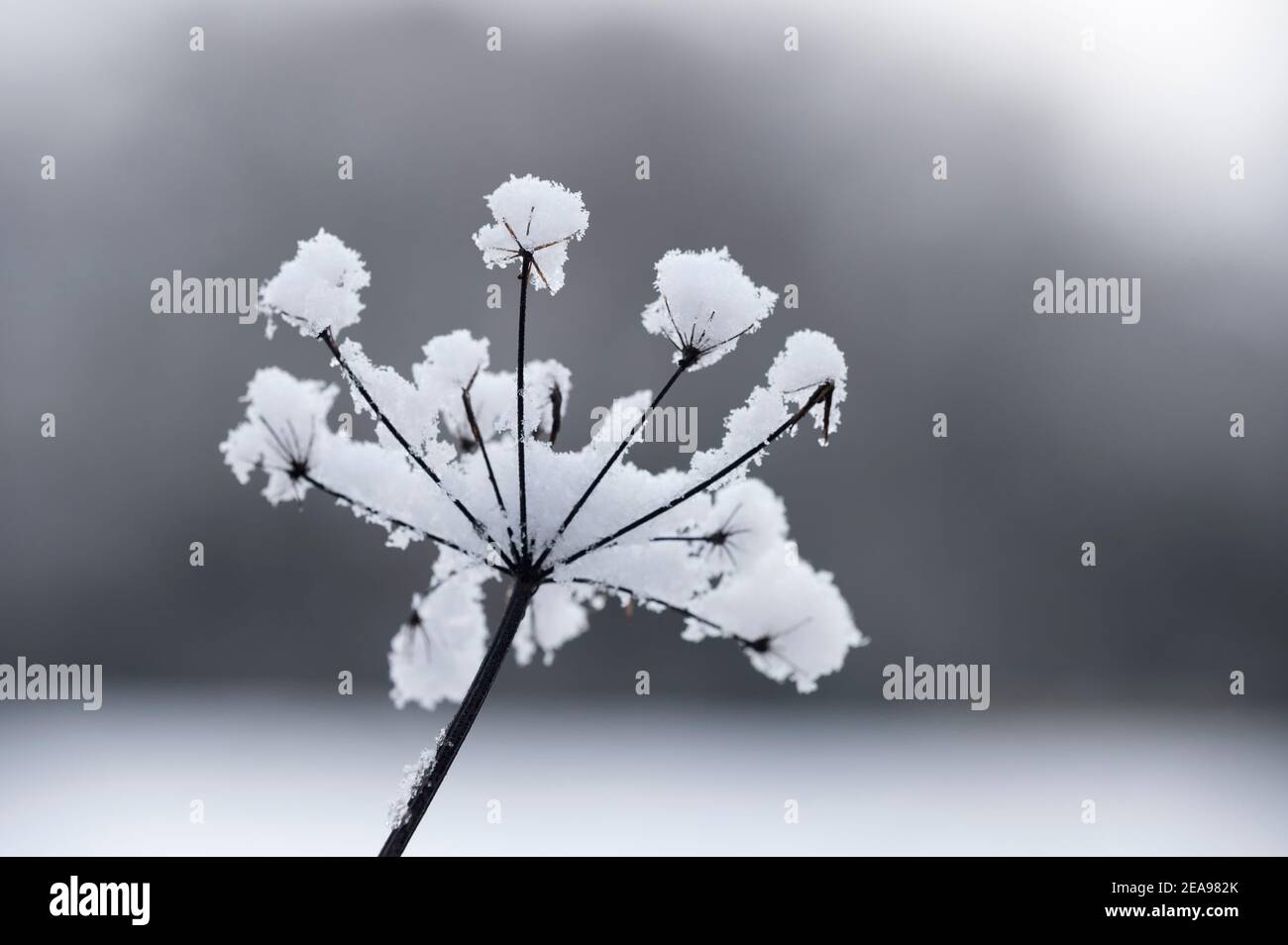 Snow on a cow parsley head, Northumberland, England Stock Photo - Alamy