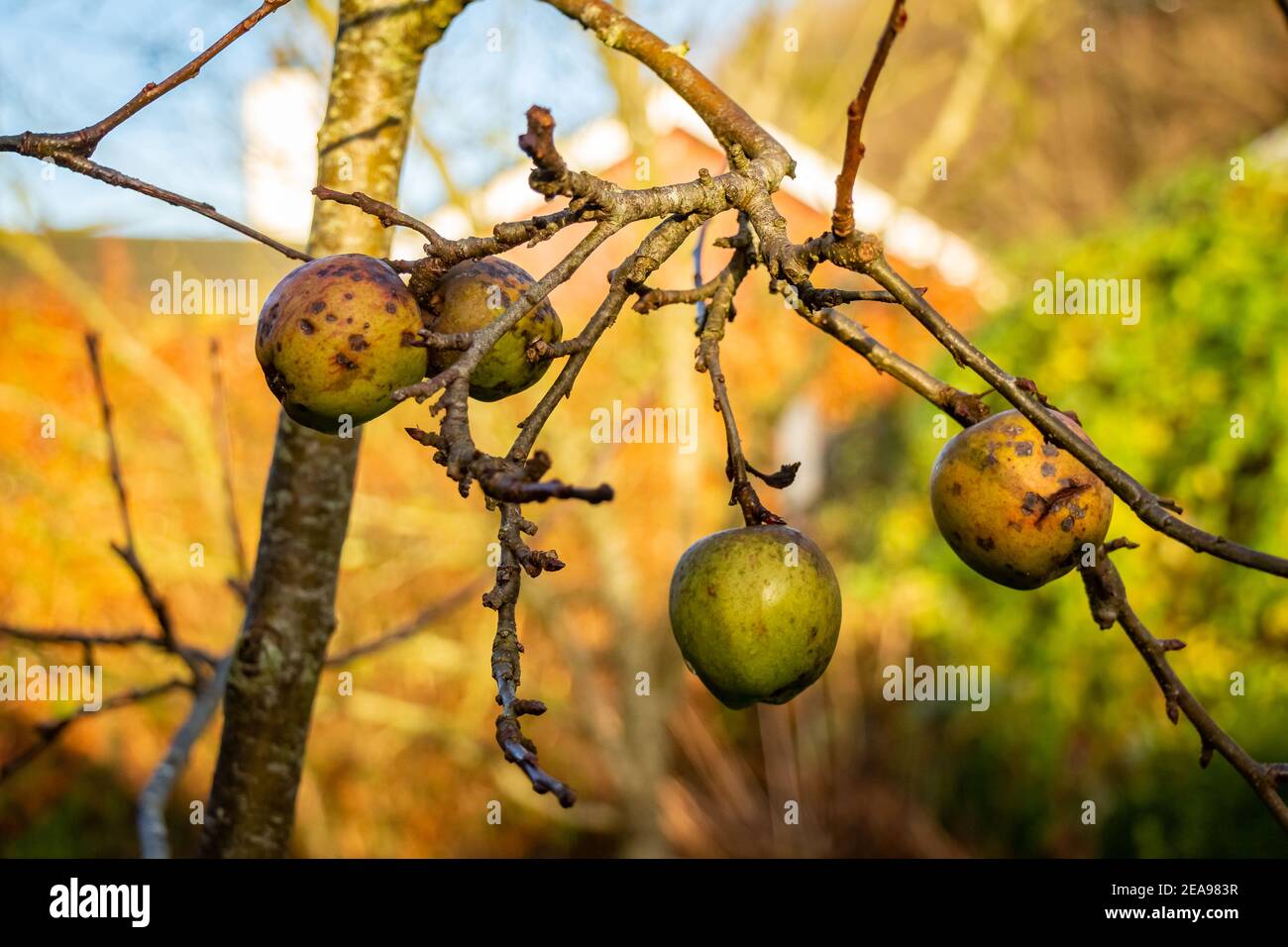 Old decaying russet apples on a tree in the winter sun Stock Photo - Alamy