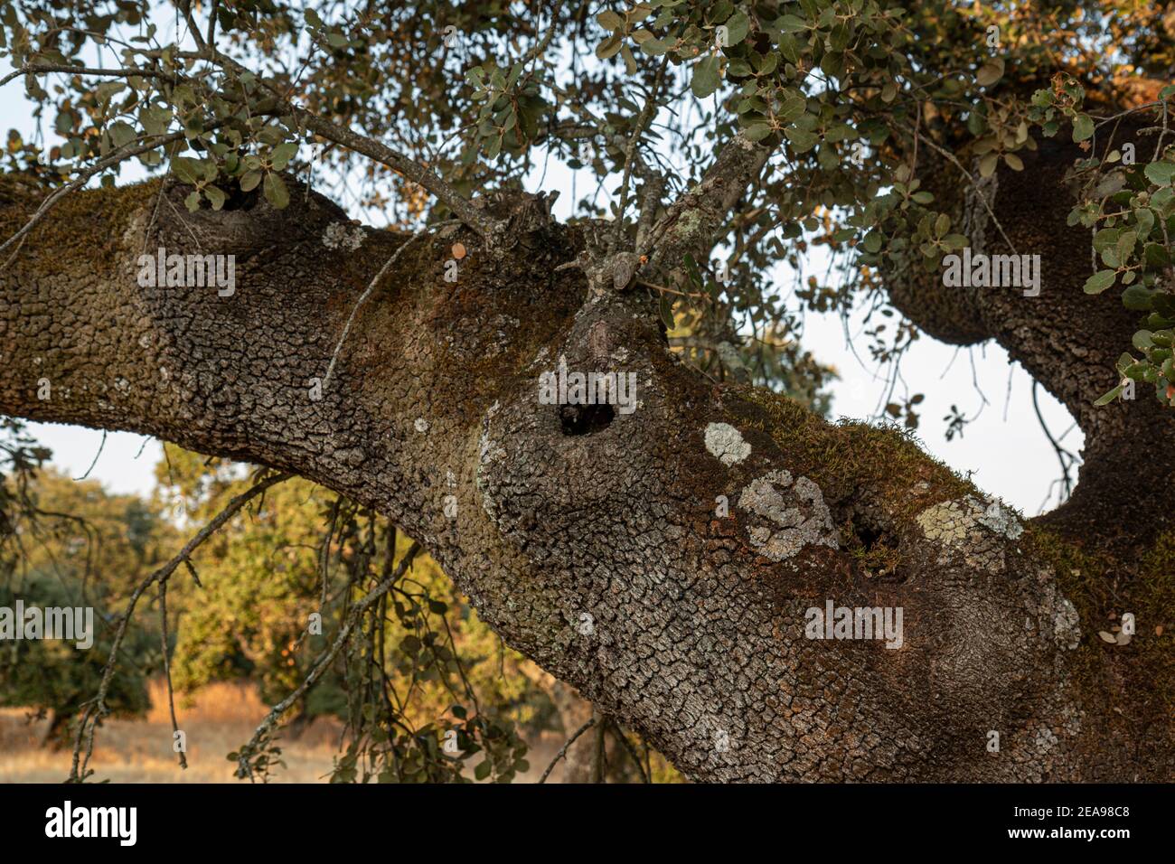 A tree trunk with a deep cleft Stock Photo - Alamy