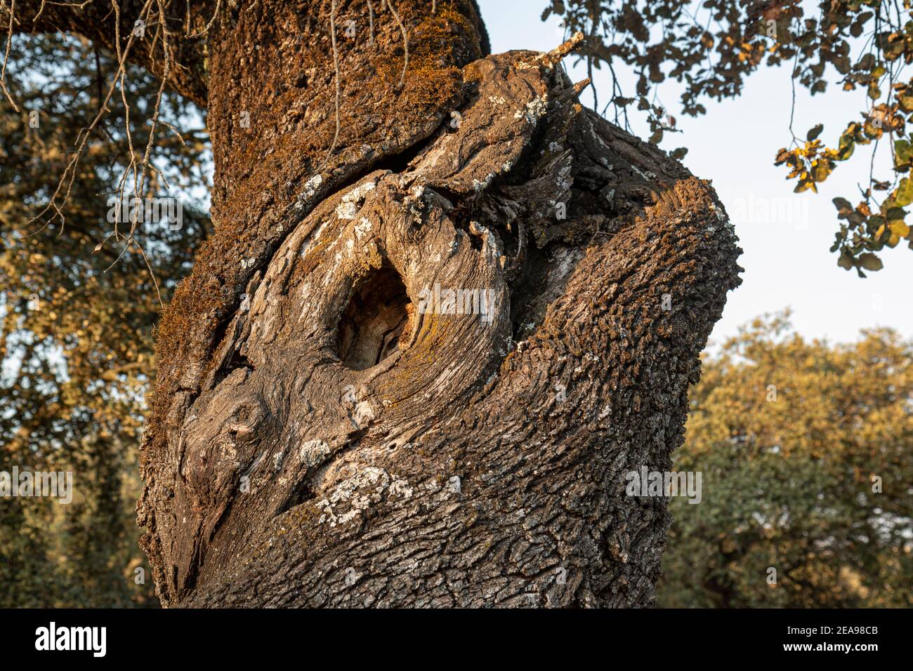Deep cleft hi-res stock photography and images - Alamy