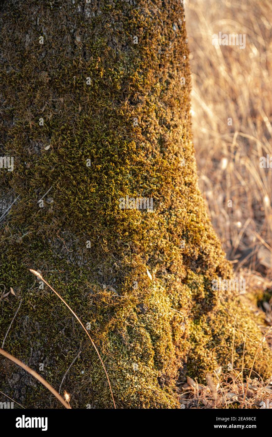 Moss cross section hi-res stock photography and images - Alamy