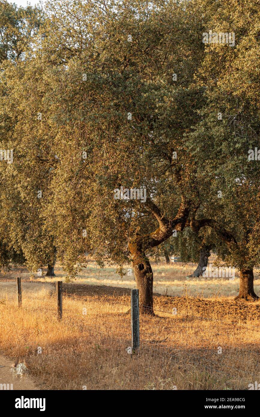 Acorn trees in Andalusia Spain Stock Photo - Alamy