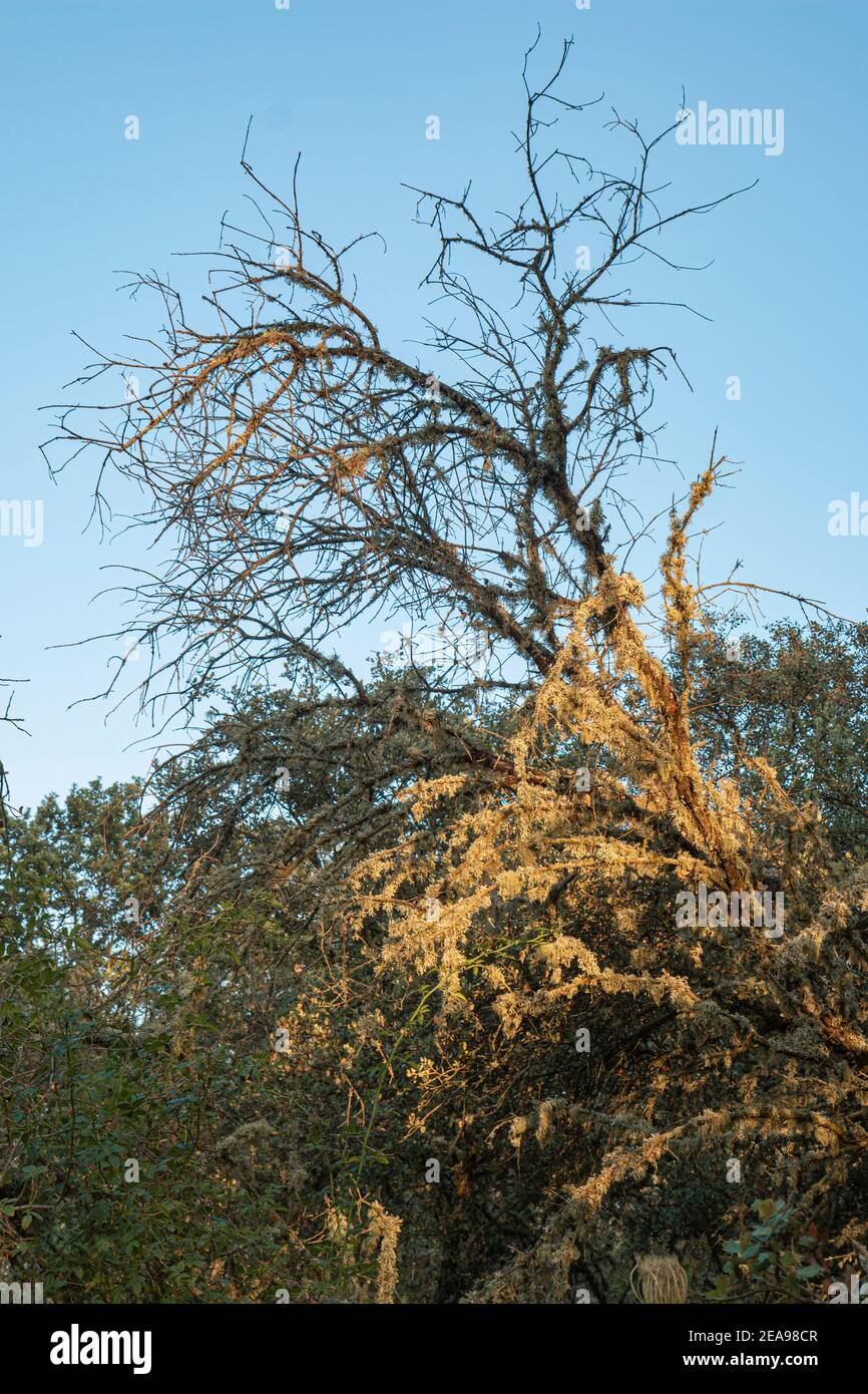 Acorn trees hi-res stock photography and images - Alamy