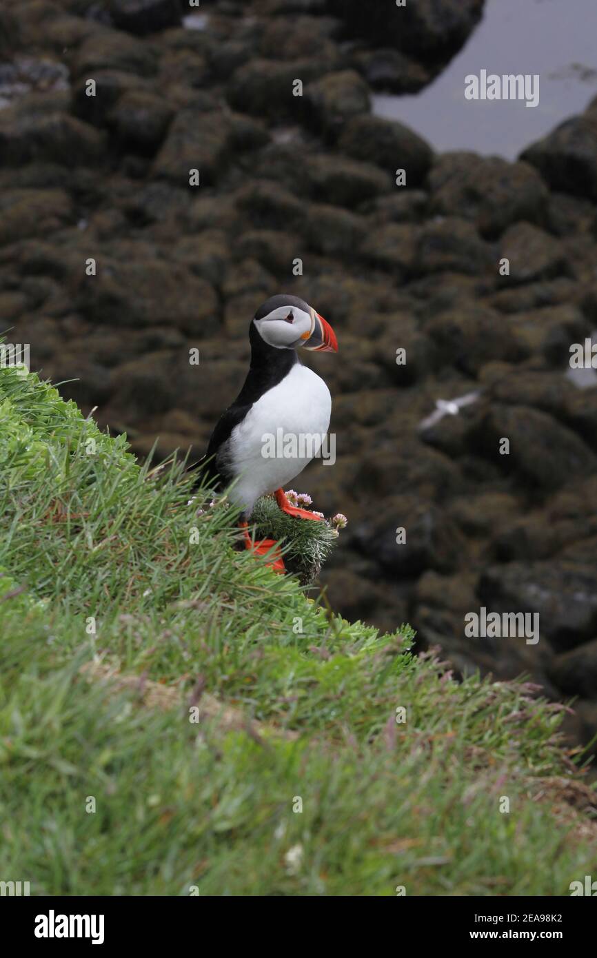 A puffin in iceland hi-res stock photography and images - Alamy