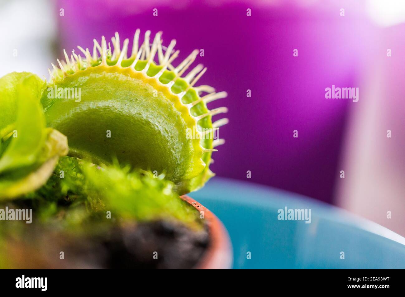 Venus flytrap blooming hi-res stock photography and images - Alamy