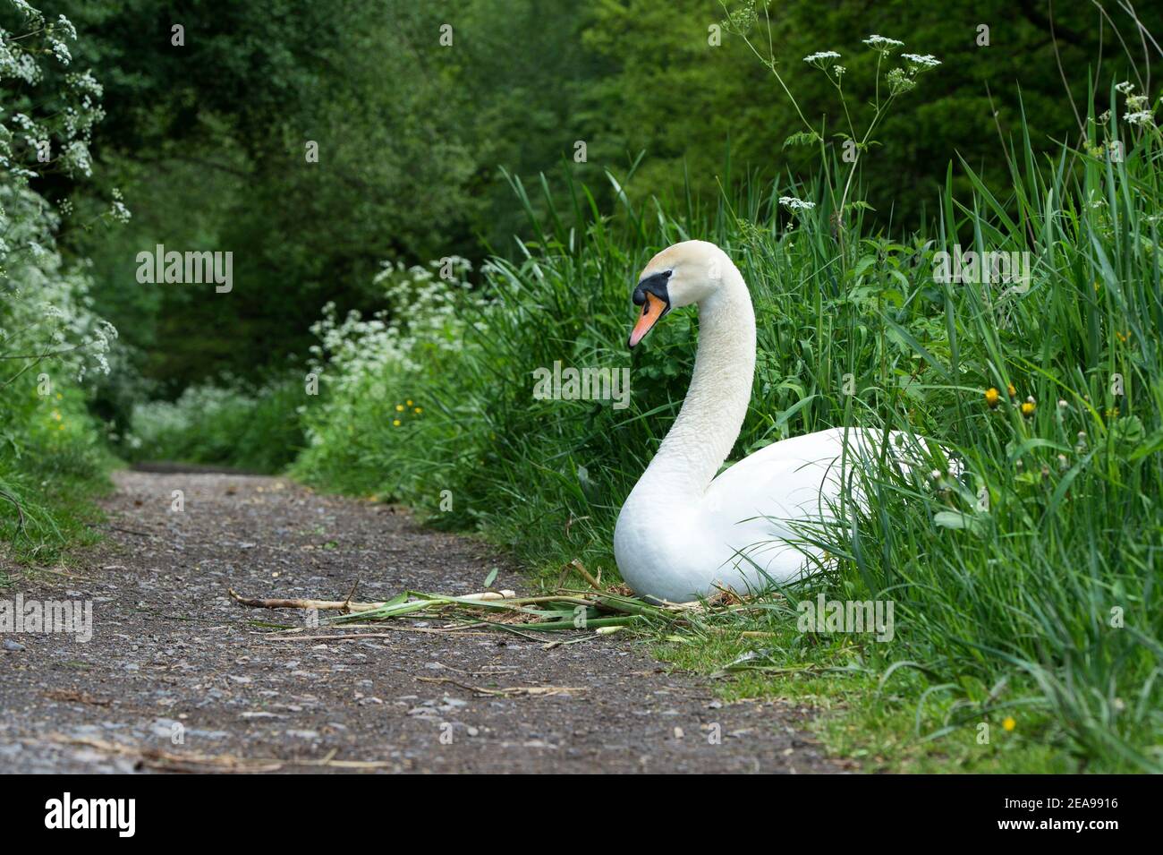 Mute Swan sitting on her nest guarding a footpath Stock Photo - Alamy