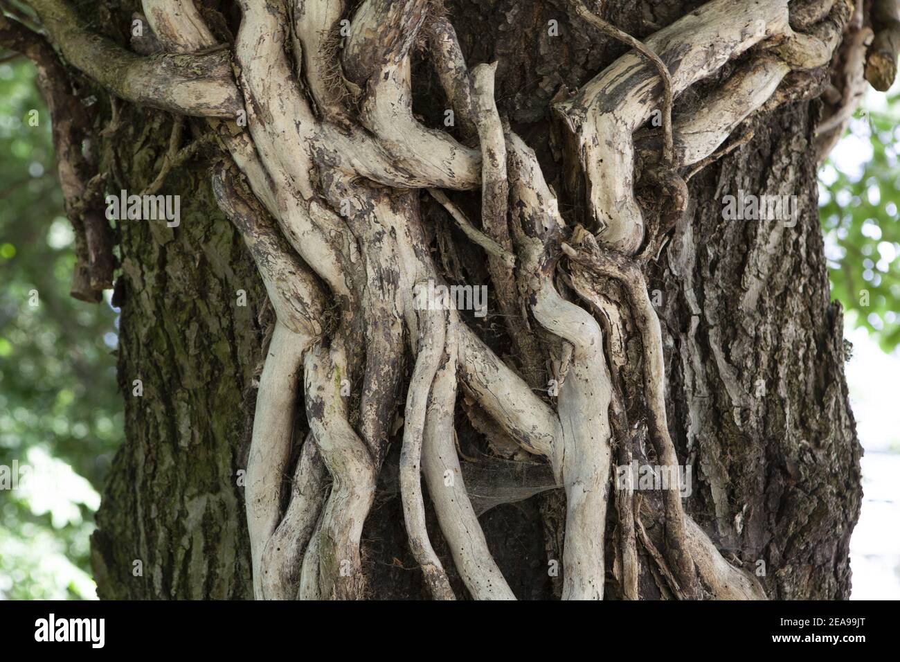 Twisted tree branches hi-res stock photography and images - Alamy