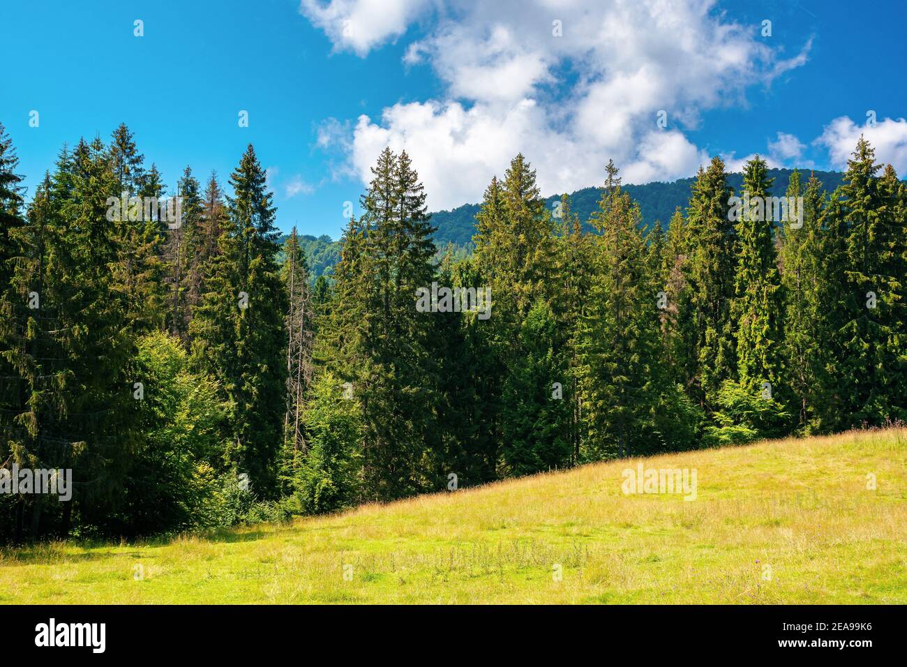 fir forest on the green grassy meadow. beautiful mountain landscape in ...