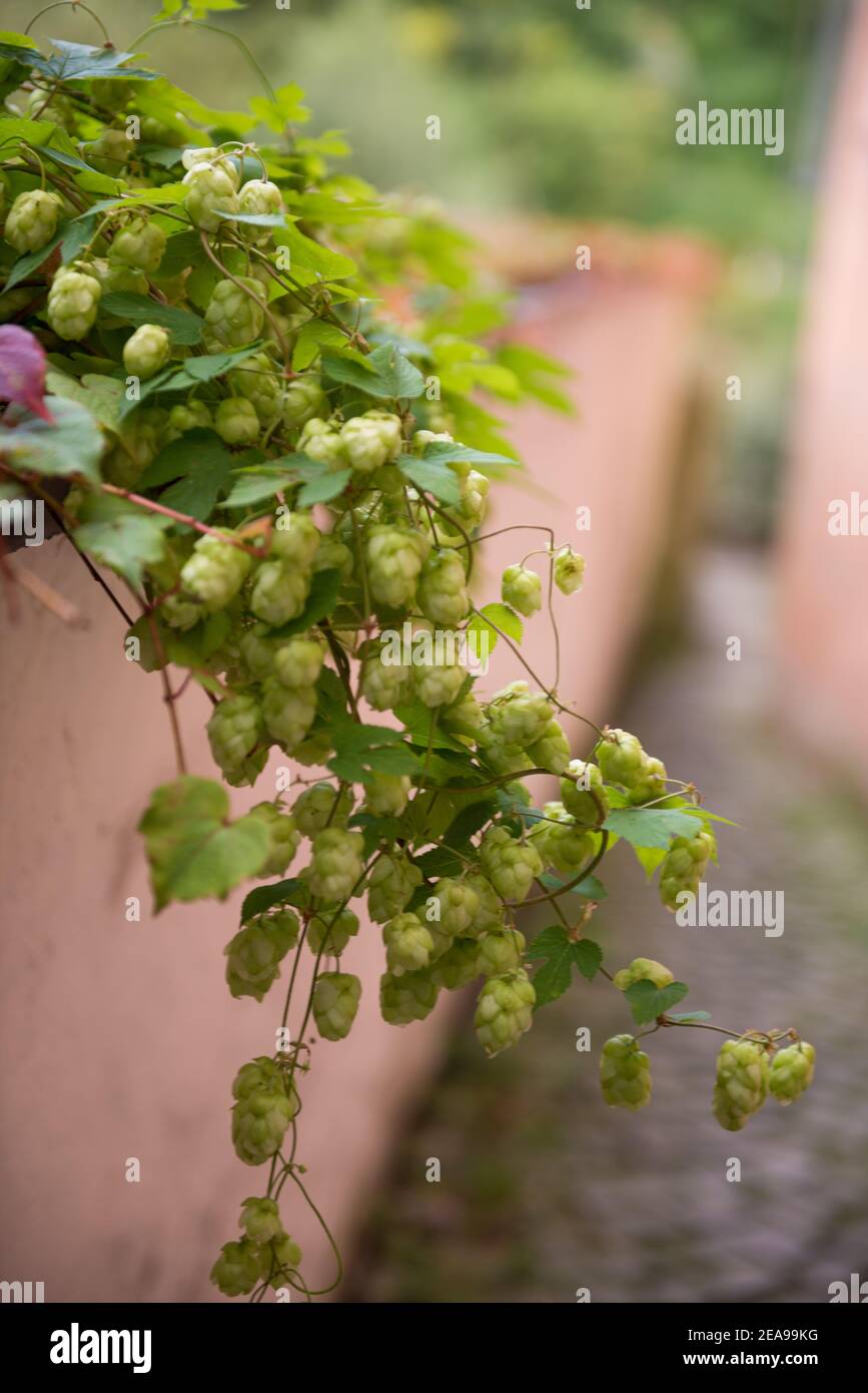 Hop blossoms over the garden wall hi-res stock photography and images ...