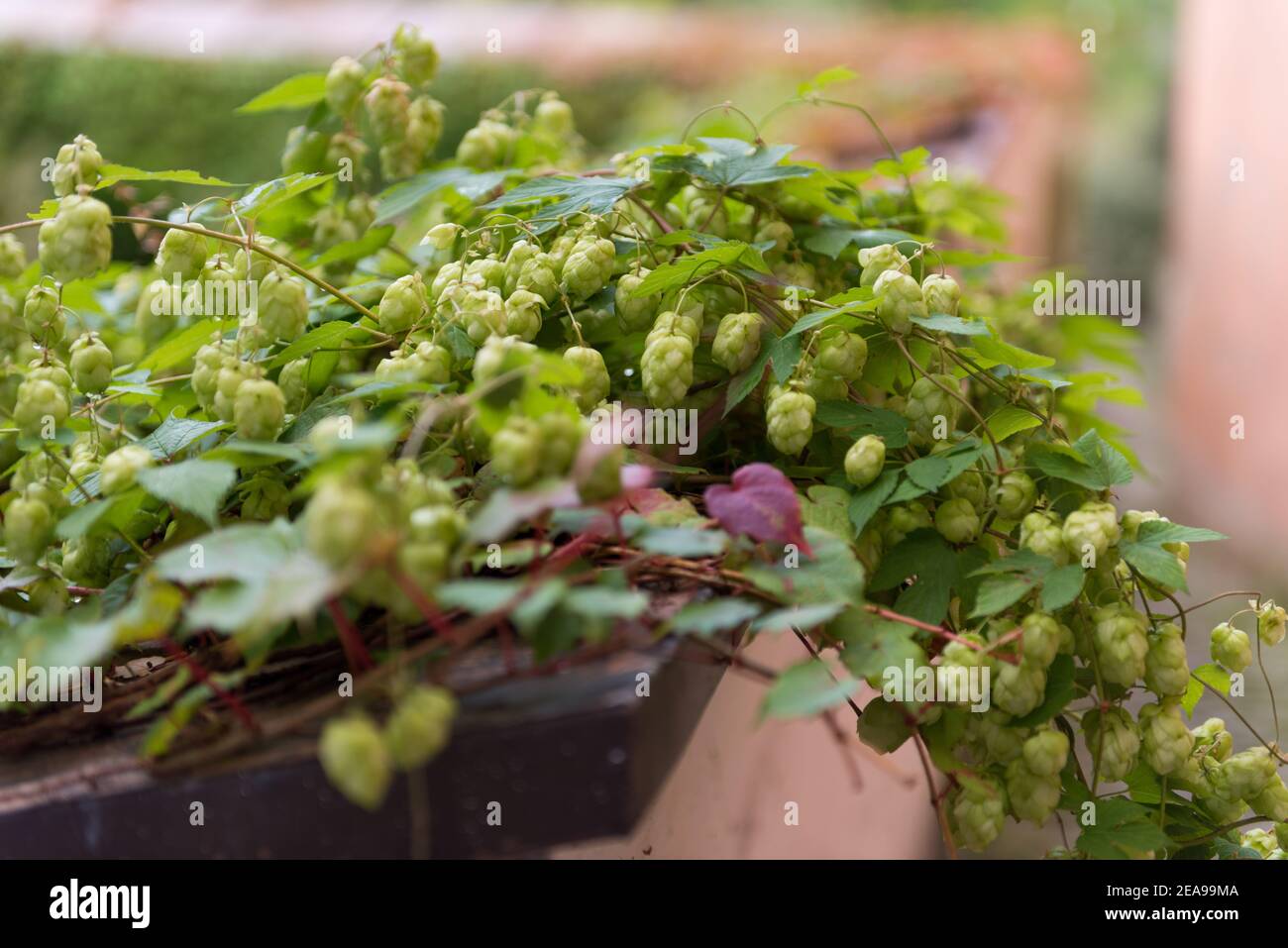 Climbing over wall hi-res stock photography and images - Alamy