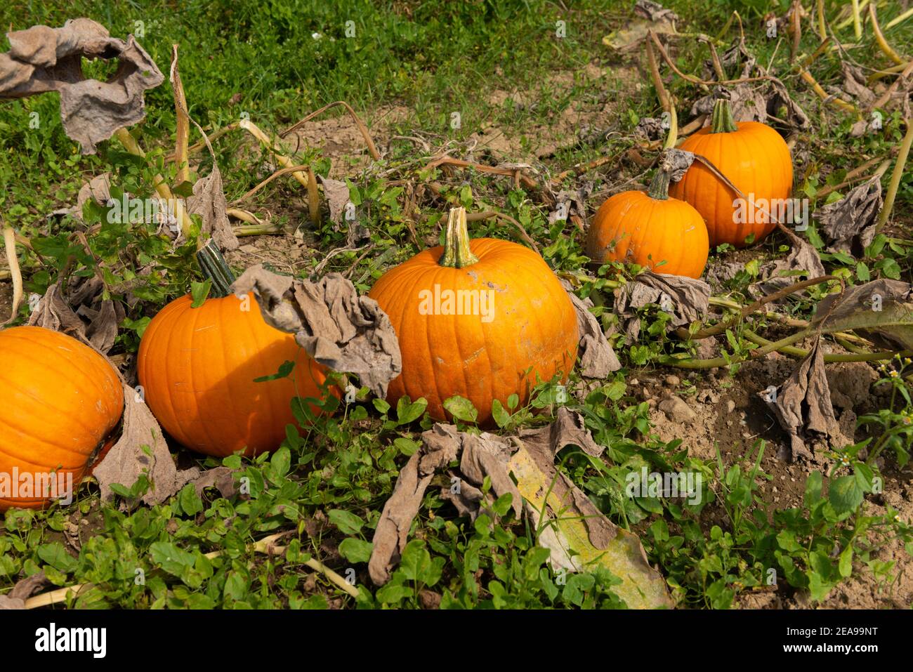 Pumpkin harvest field hi-res stock photography and images - Alamy