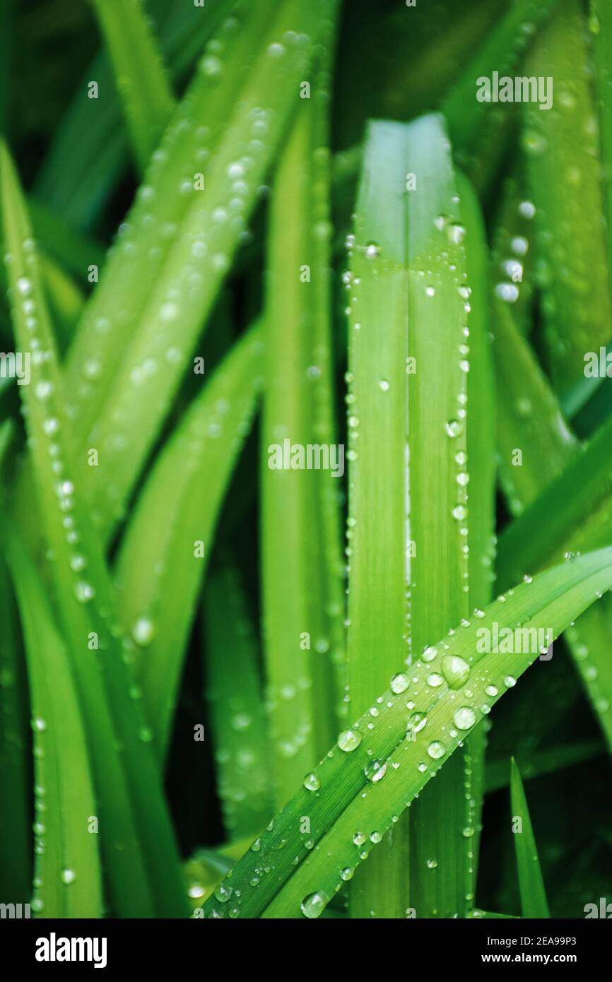 dew drops on the grass close up. beautiful green nature background ...