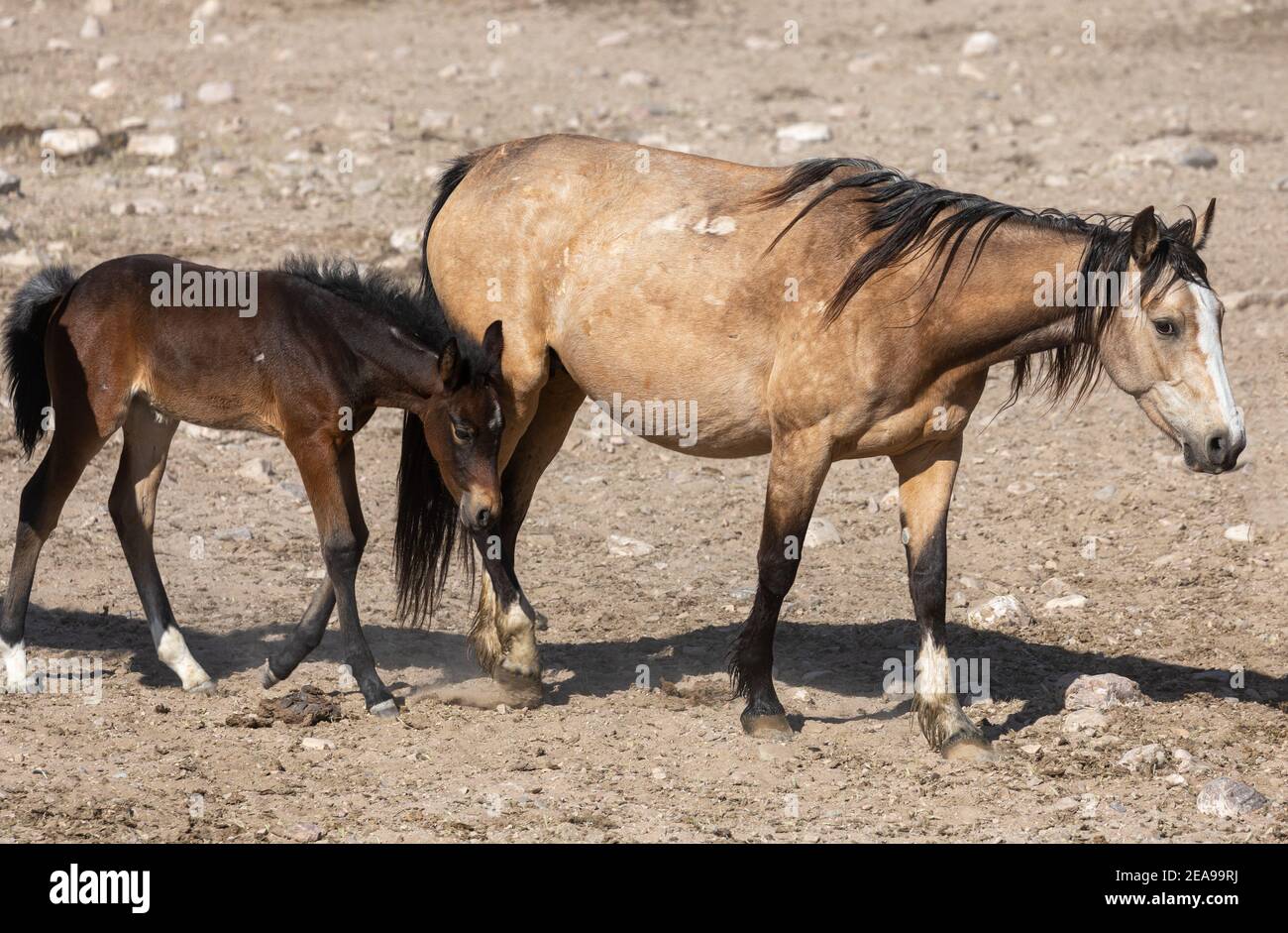 Wild Horse Mare and Foal in the Utah Desert in Spring Stock Photo - Alamy