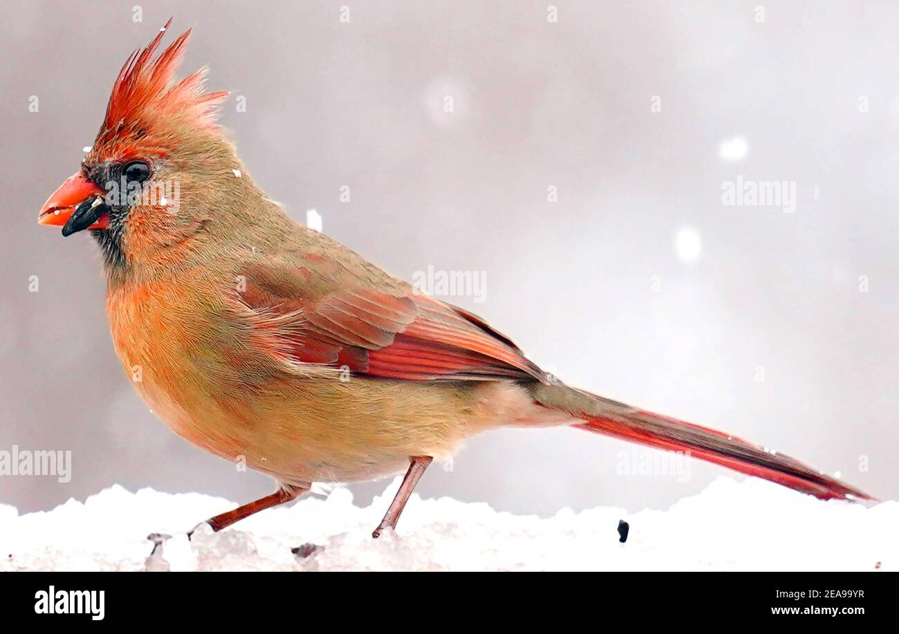 Cardinal pose hi-res stock photography and images - Alamy