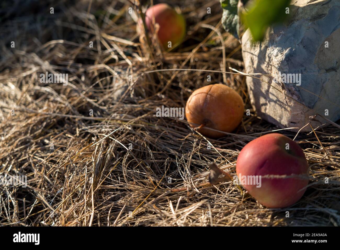 Windfall, Lake Constance, autumn, plantation, fruit growing Stock Photo ...