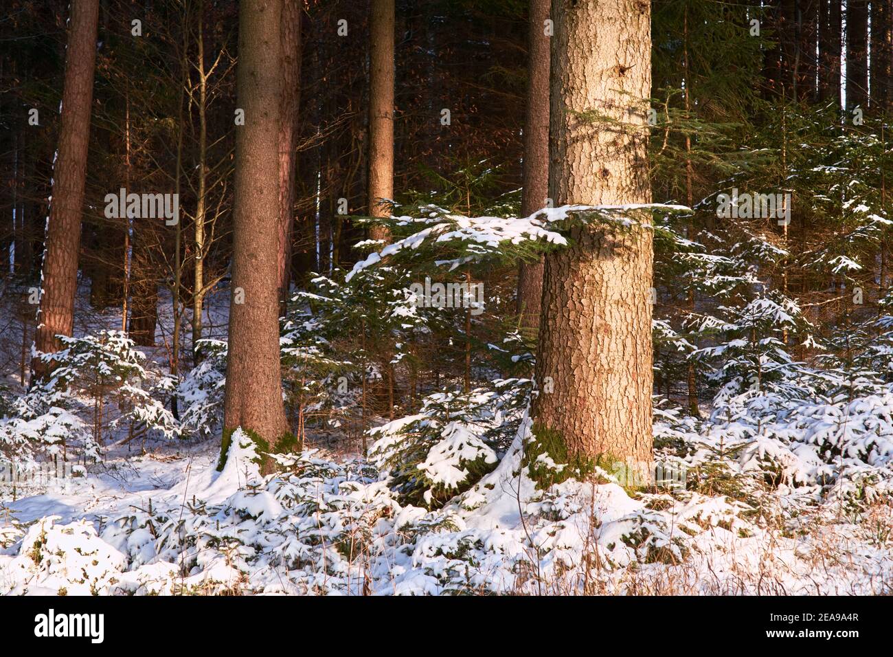 Evergreen forest after the fresh snowfall with snow-covered trees Stock ...