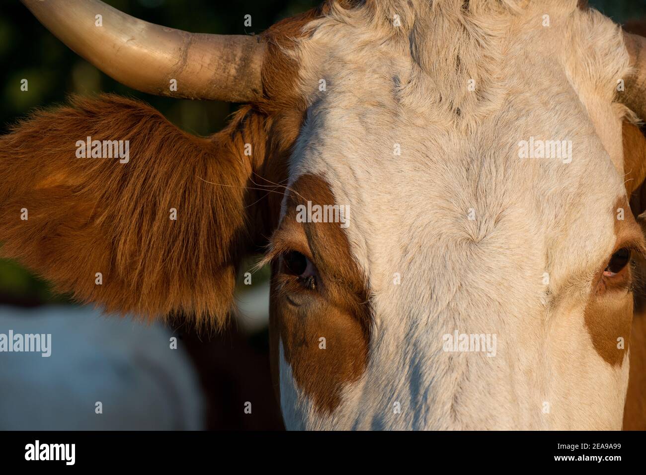 Cow front close up hi-res stock photography and images - Alamy