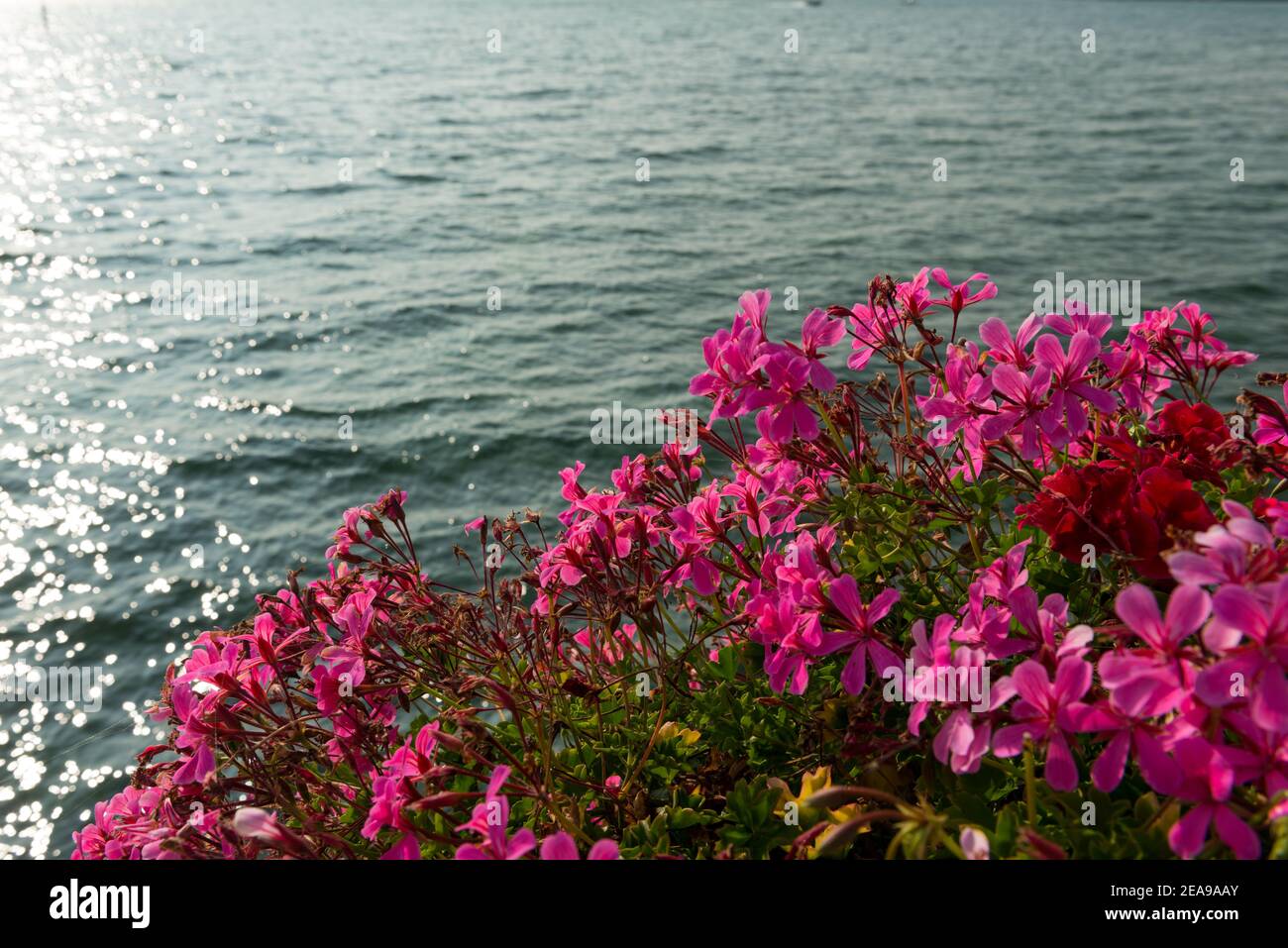 Bodensee waterfront hi-res stock photography and images - Alamy