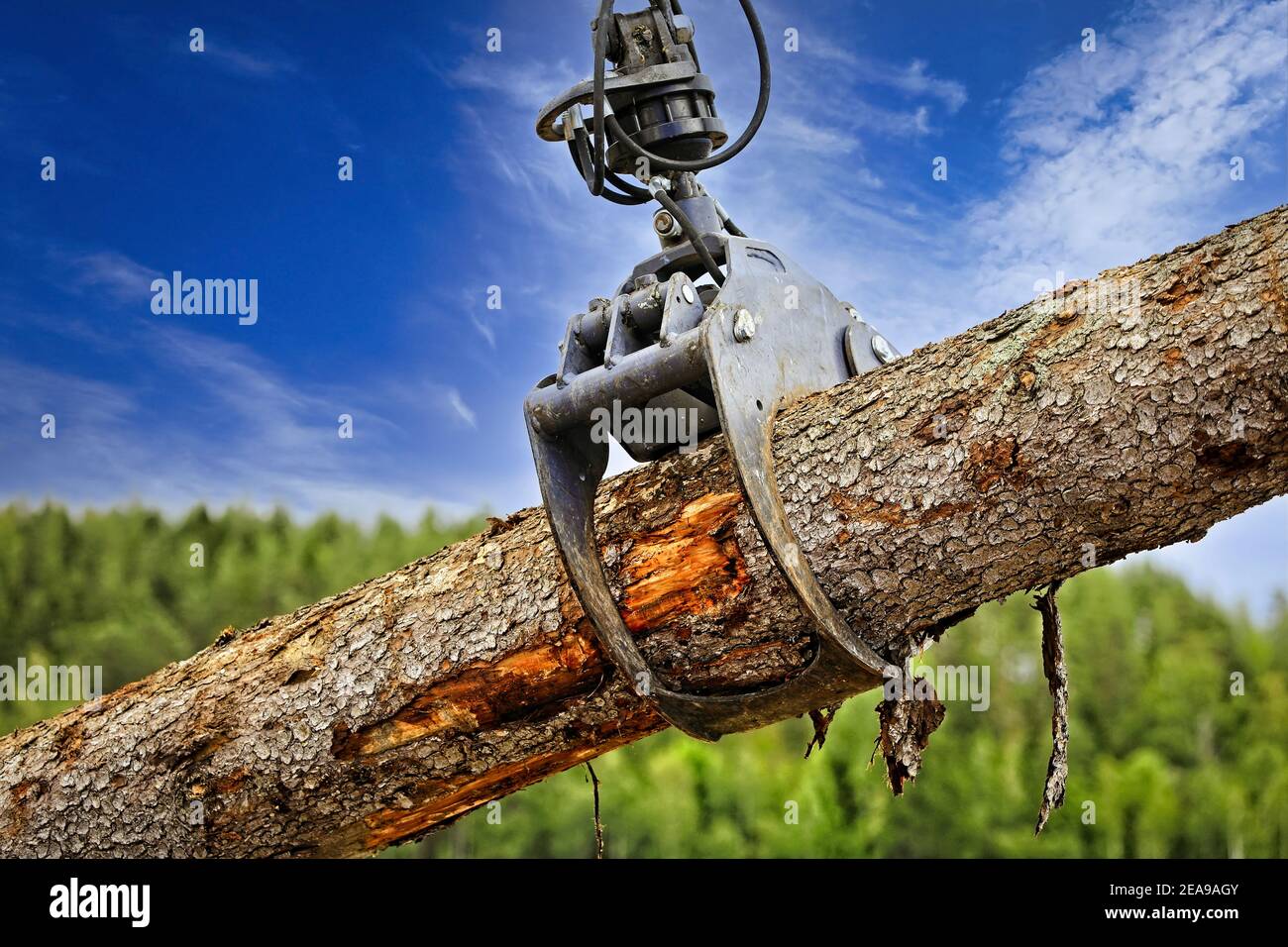 Log loader grapple attachment loads wooden logs at a work site, detail ...